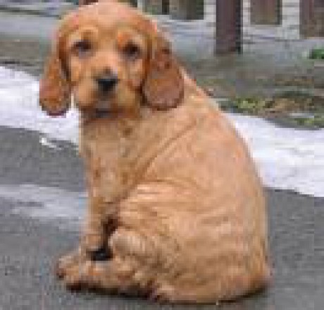 Zvířátka - Fotoalbum - Psi - Psi - Pejsek